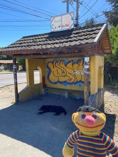 Lican Ray (Chile) - Ernie Explores